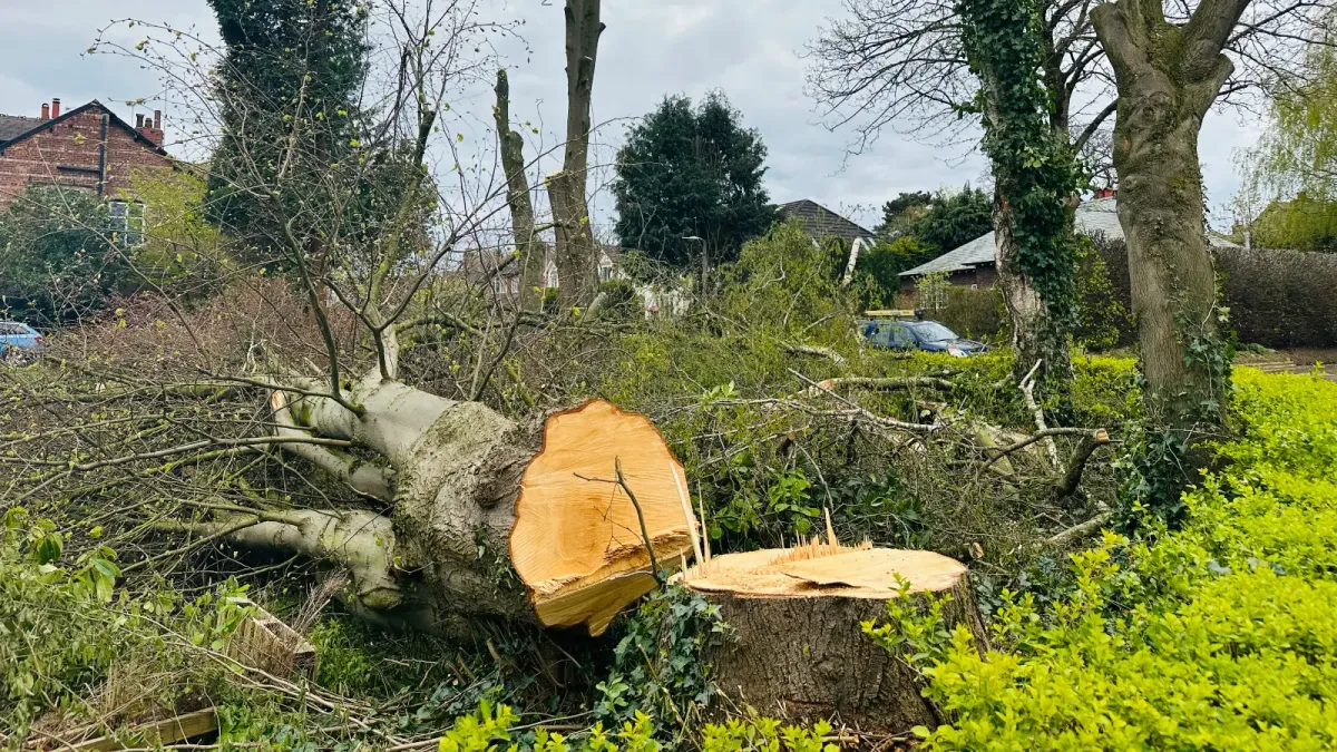 Trafford Council says it has no powers to stop "heartbreaking" felling ...