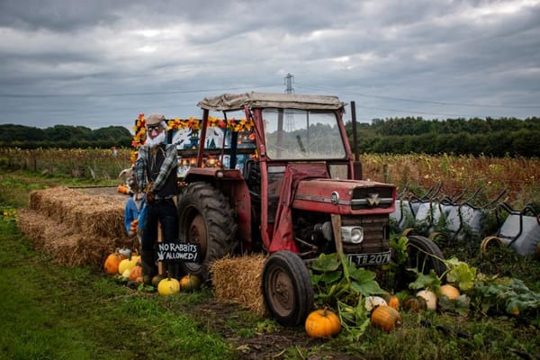 The Pumpkin Patch at Dunham Massey Farm Ice Cream is back - here's how ...