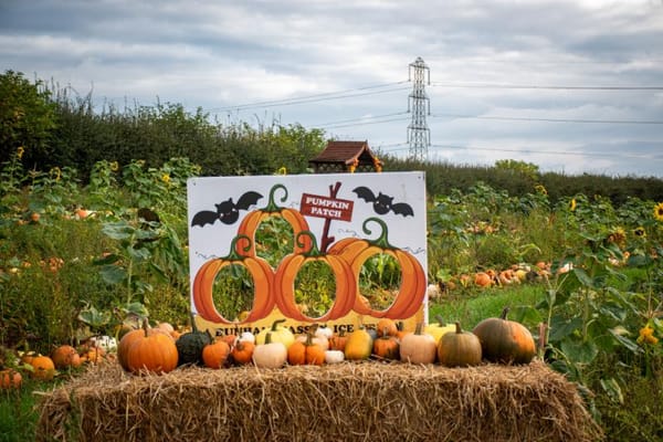 The Pumpkin Patch at Dunham Massey Farm Ice Cream is back - here's how ...